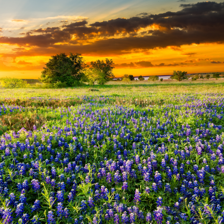 2020 Texas Hill Country Events and Festivals - The Texas Wildflower